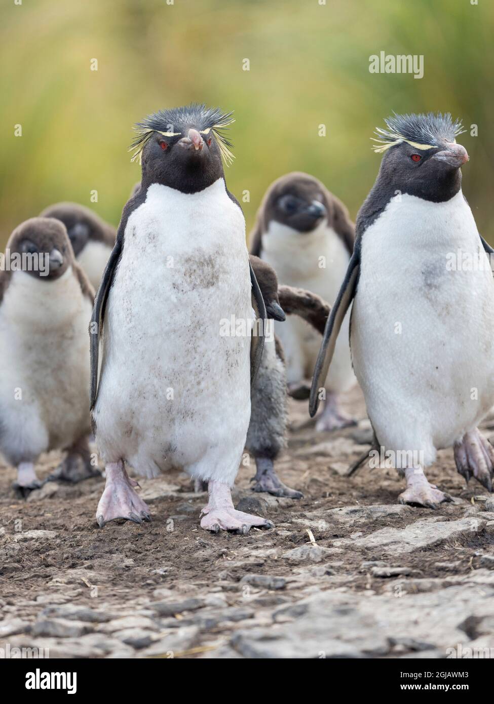 Rockhopper Penguin climbing through a steep and rocky cliff, subspecies ...