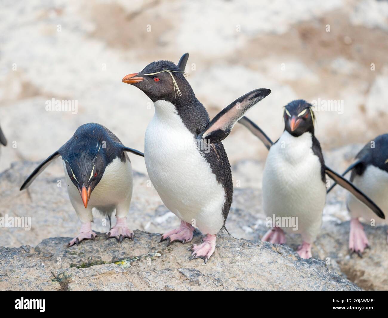 Rockhopper Penguin climbing through a steep and rocky cliff, subspecies ...