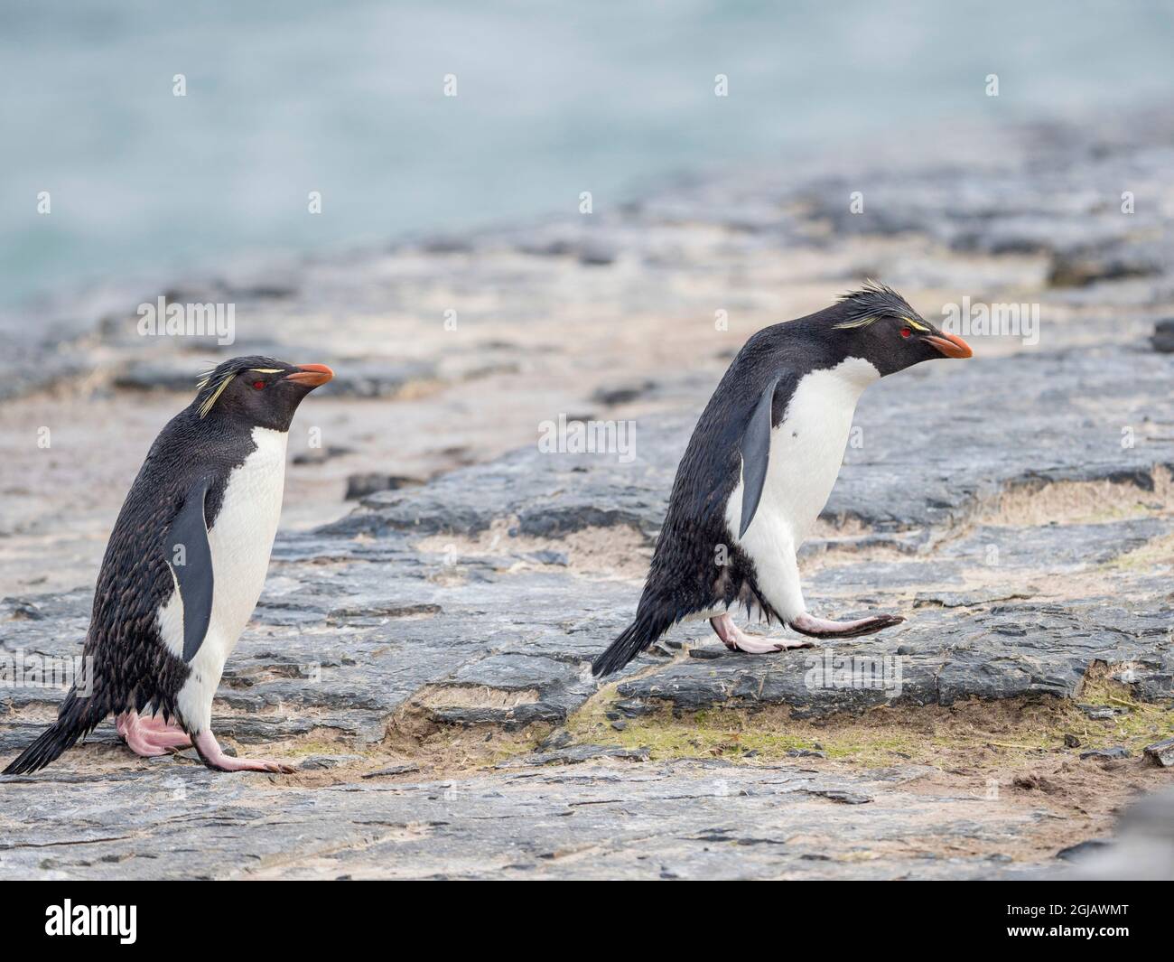 Rockhopper Penguin climbing through a steep and rocky cliff, subspecies ...
