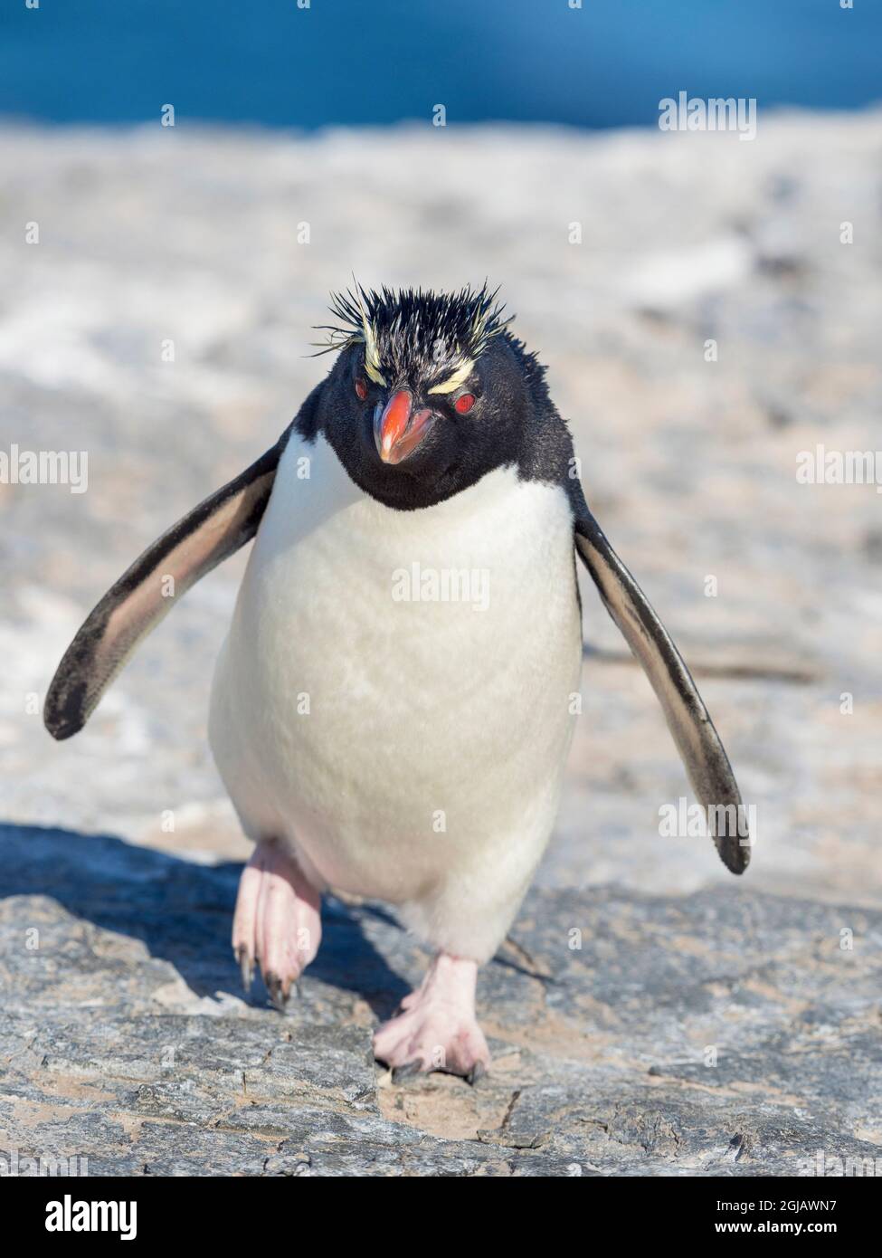 Rockhopper Penguin climbing through a steep and rocky cliff, subspecies ...