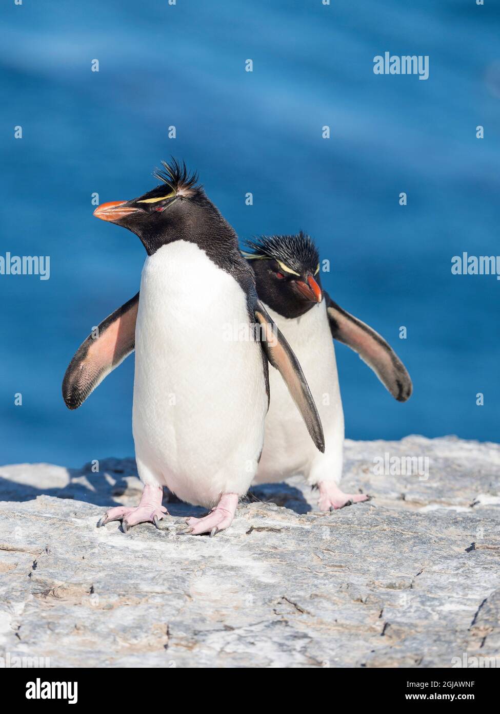 Rockhopper Penguin climbing through a steep and rocky cliff, subspecies ...