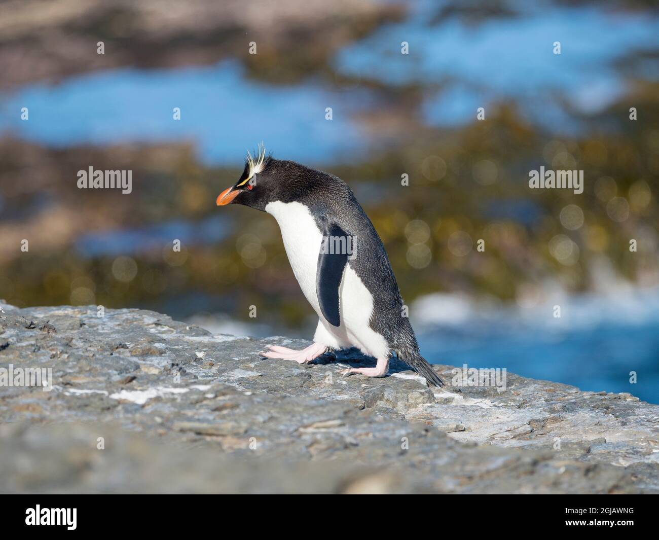 Rockhopper Penguin climbing through a steep and rocky cliff, subspecies ...