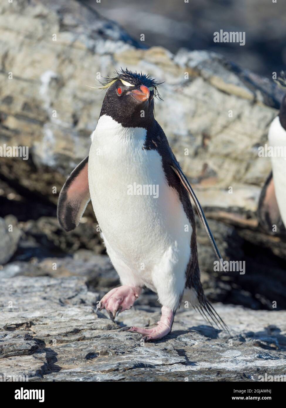 Rockhopper Penguin climbing through a steep and rocky cliff, subspecies ...