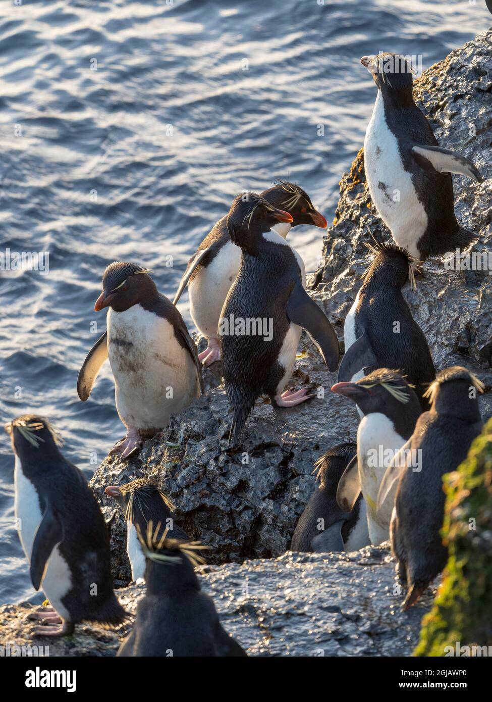 Rockhopper Penguin climbing through a steep and rocky cliff, subspecies ...