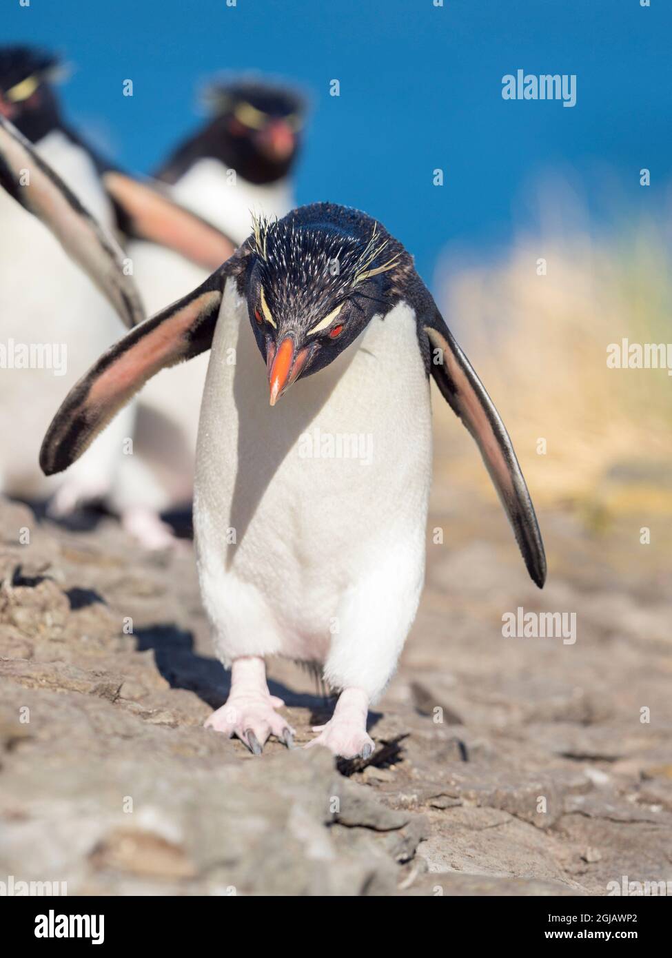 Rockhopper Penguin climbing through a steep and rocky cliff, subspecies ...