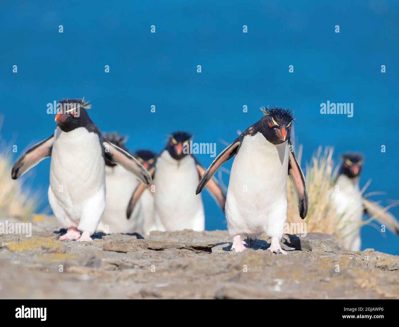 Rockhopper Penguin climbing through a steep and rocky cliff, subspecies ...