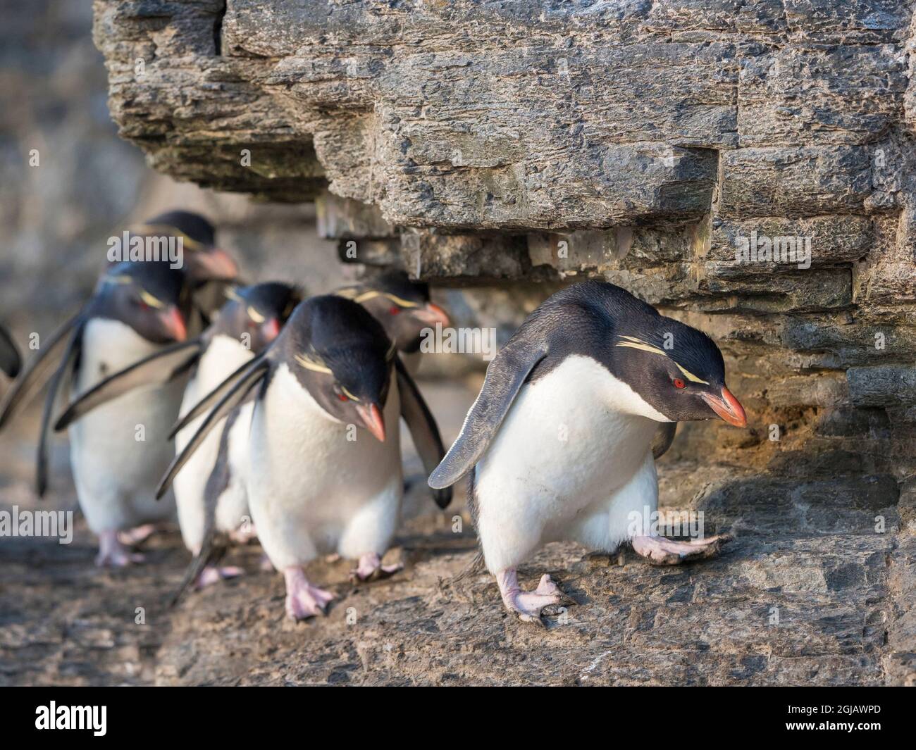 Rockhopper Penguin climbing through a steep and rocky cliff, subspecies ...