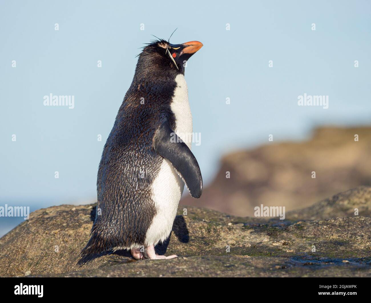 Coming ashore at a rocky coastline on Saunders Island. Rockhopper ...
