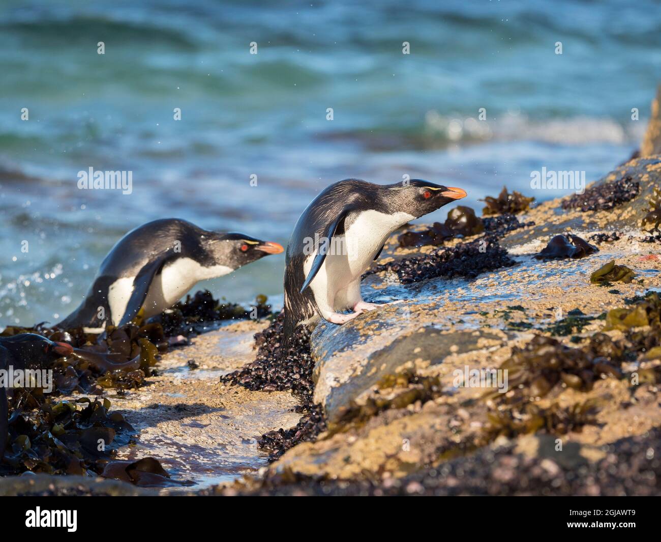 Coming ashore at a rocky coastline on Saunders Island. Rockhopper ...