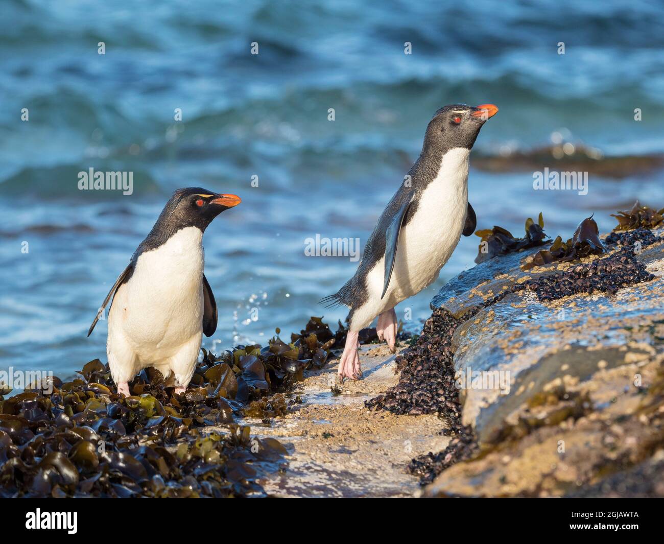 Coming ashore at a rocky coastline on Saunders Island. Rockhopper ...