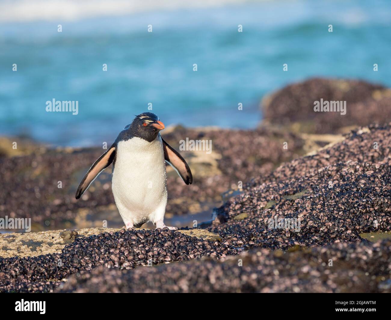 Coming ashore at a rocky coastline on Saunders Island. Rockhopper ...