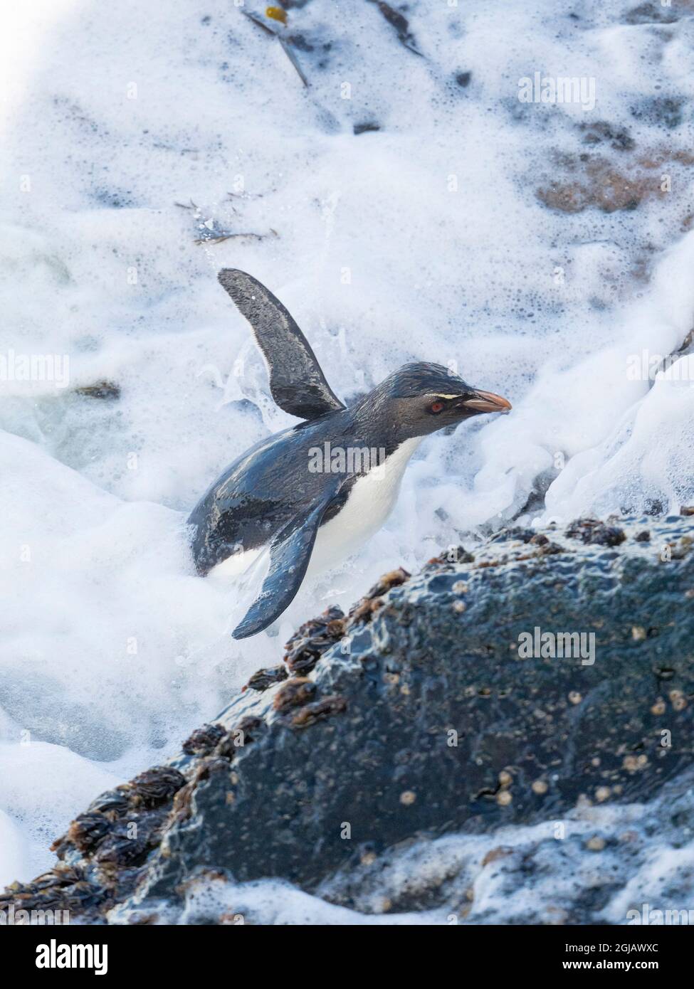 Coming ashore and climbing a steep cliff on Bleaker Island. Rockhopper ...