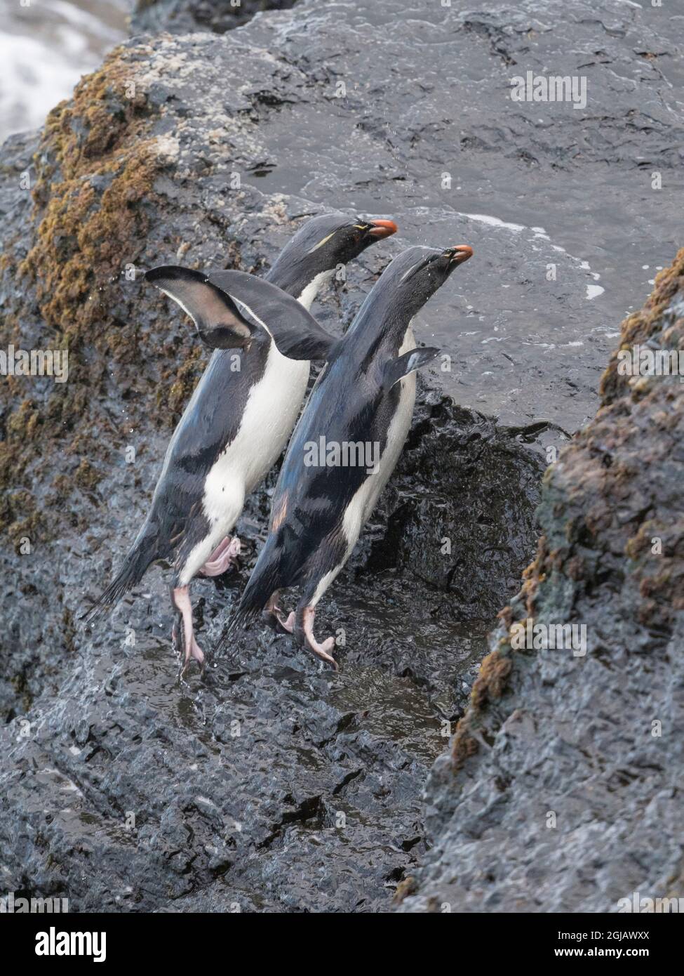 Coming ashore and climbing a steep cliff on Bleaker Island. Rockhopper ...