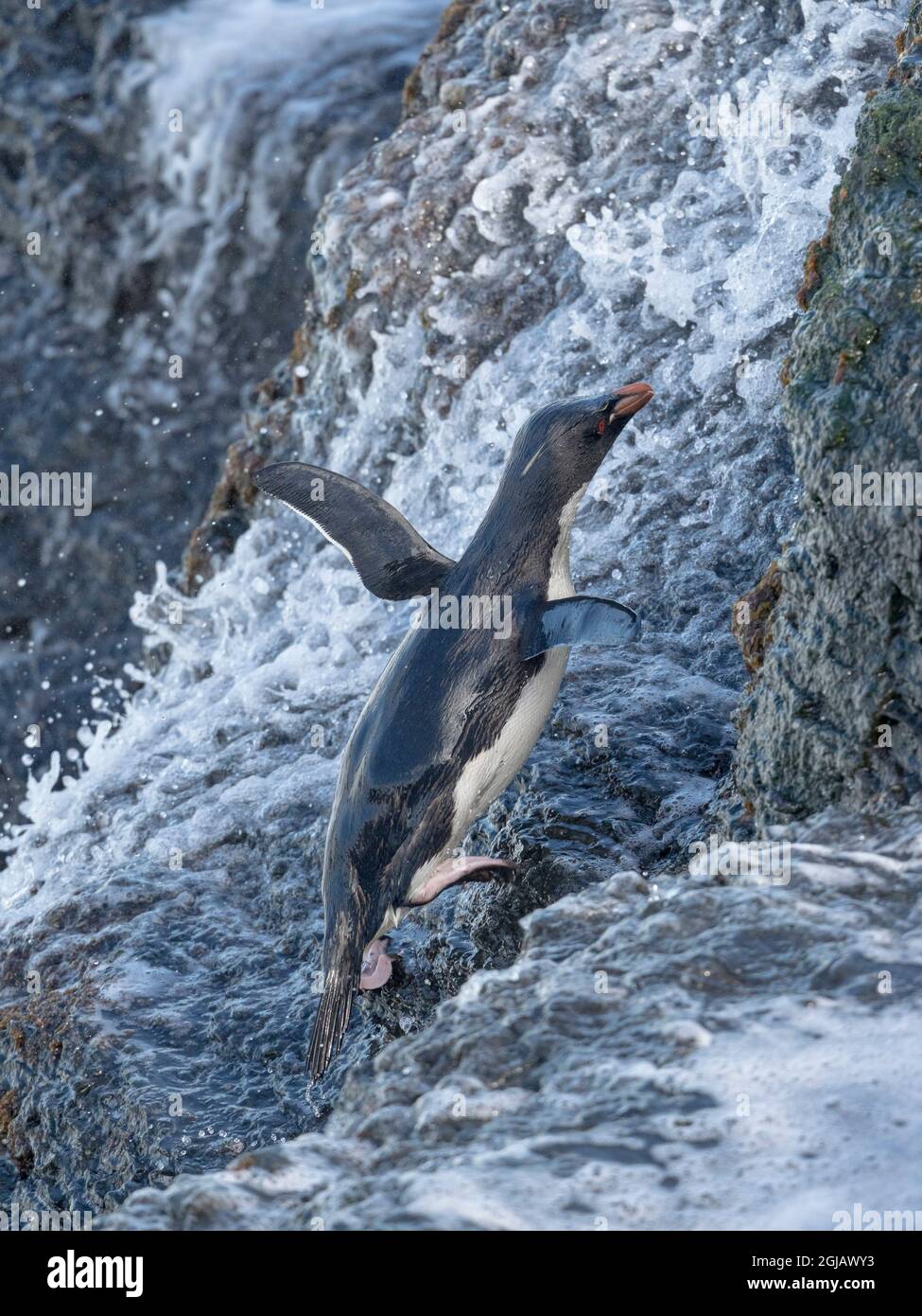 Coming ashore and climbing a steep cliff on Bleaker Island. Rockhopper ...