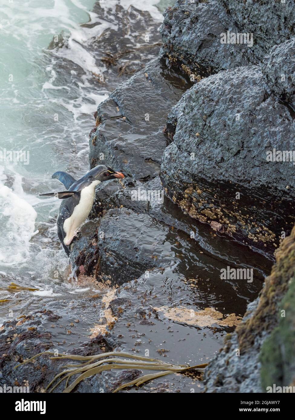 Coming ashore and climbing a steep cliff on Bleaker Island. Rockhopper ...