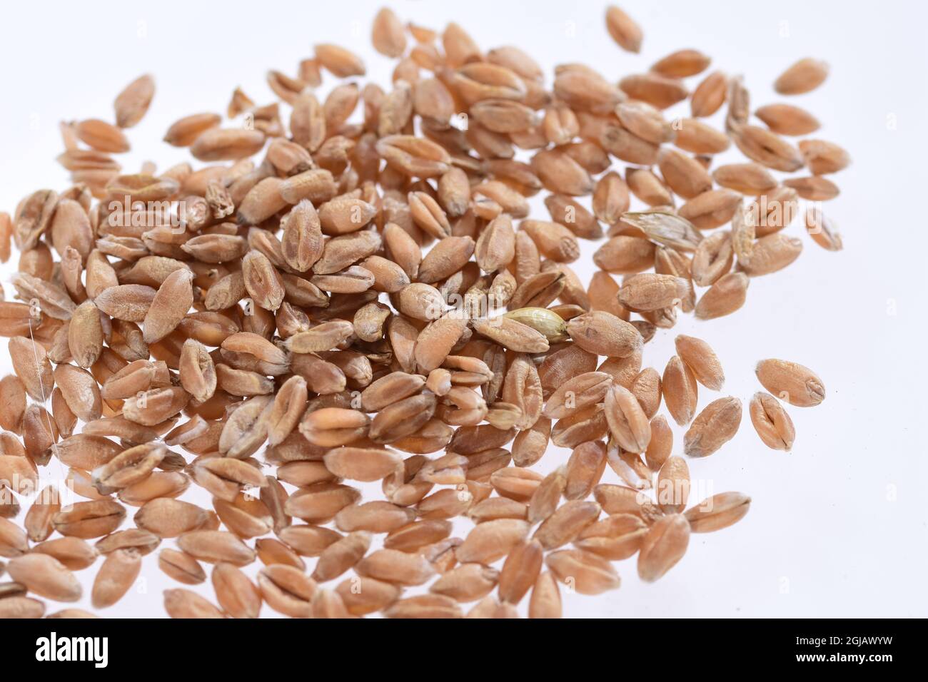 Grains of various cereals in close-up and magnification Stock Photo - Alamy
