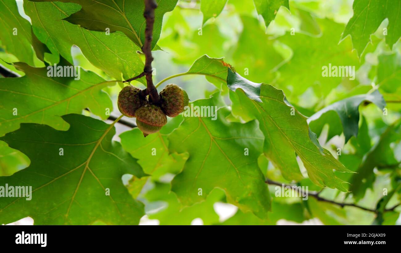 Oak canyon park hi-res stock photography and images - Alamy