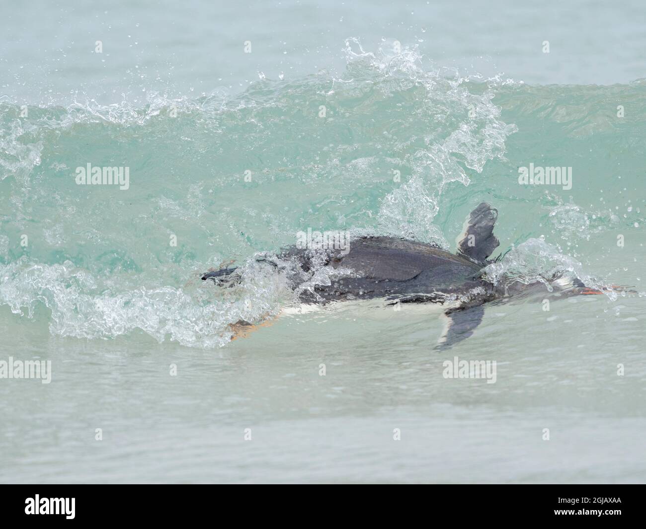 Gentoo penguin diving through a wave to come ashore in the Falkland ...