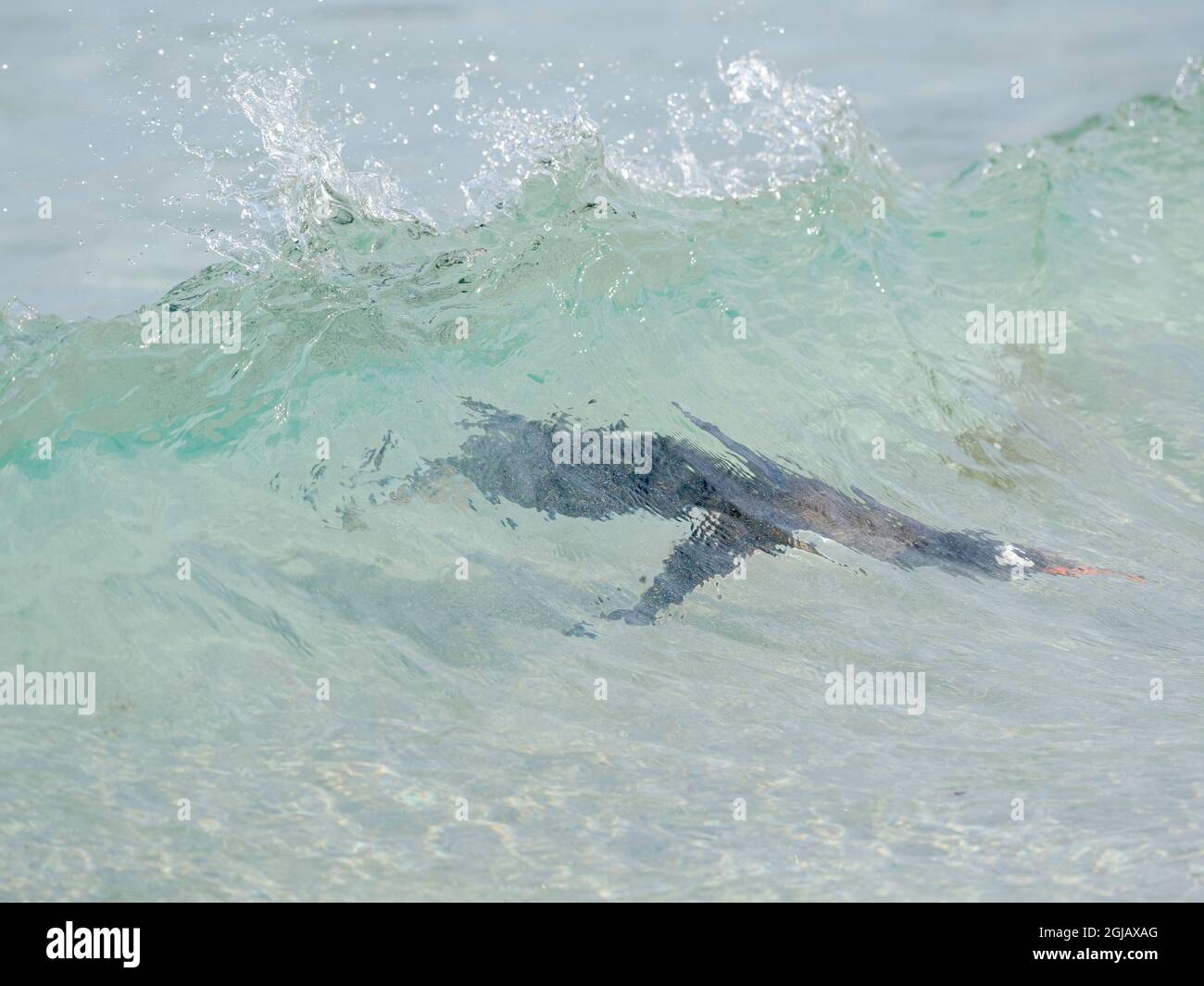 Gentoo penguin diving through a wave to come ashore in the Falkland ...