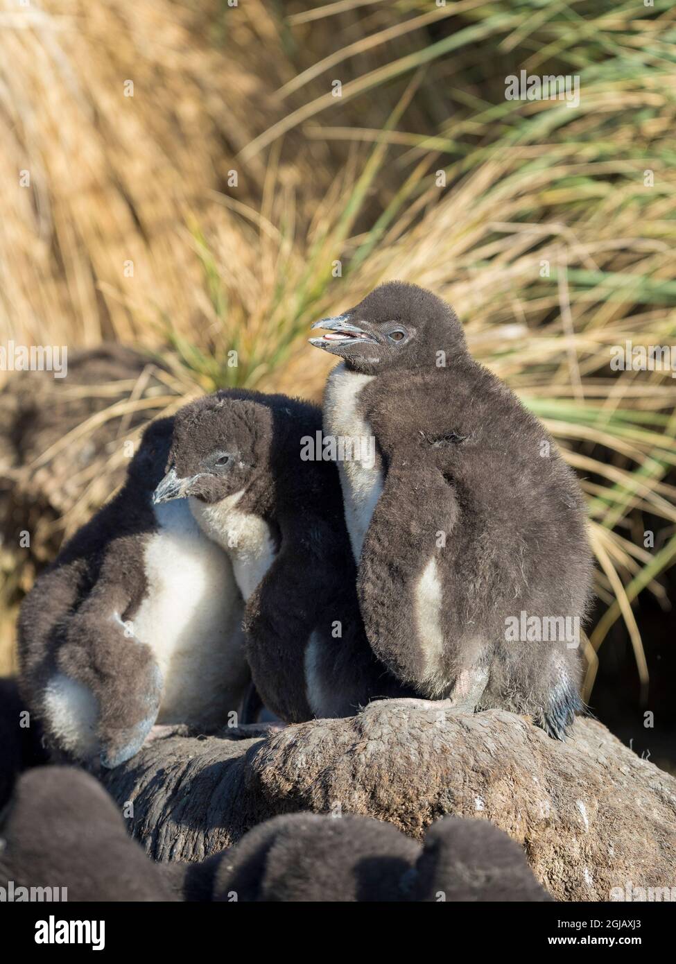 Chick in colony on Bleaker Island. Rockhopper Penguin, subspecies ...