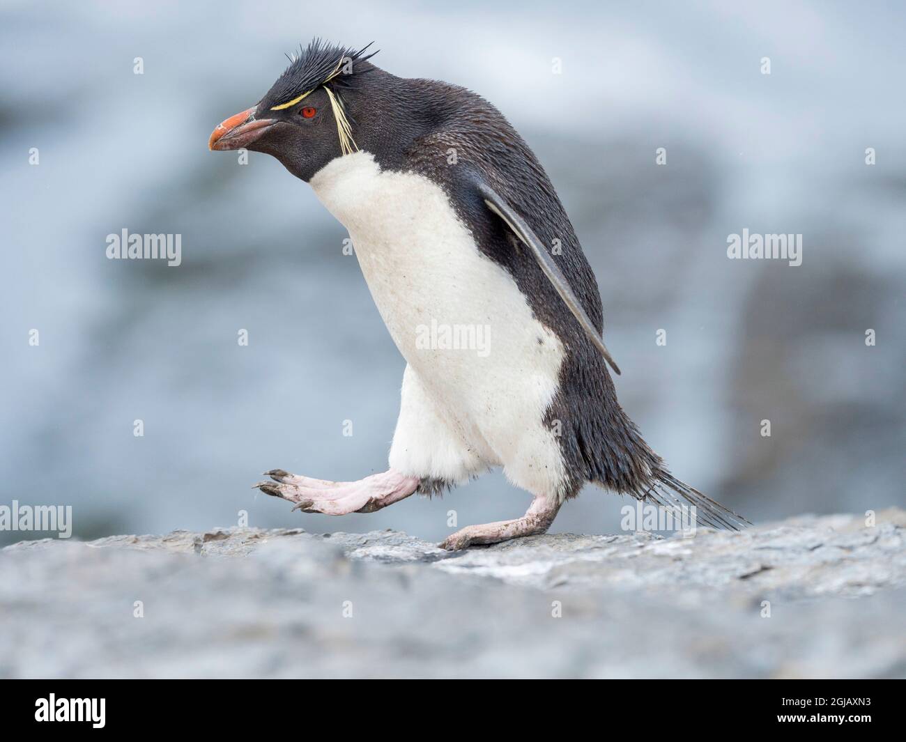 Climbing through a steep and rocky cliff Rockhopper Penguin, subspecies ...
