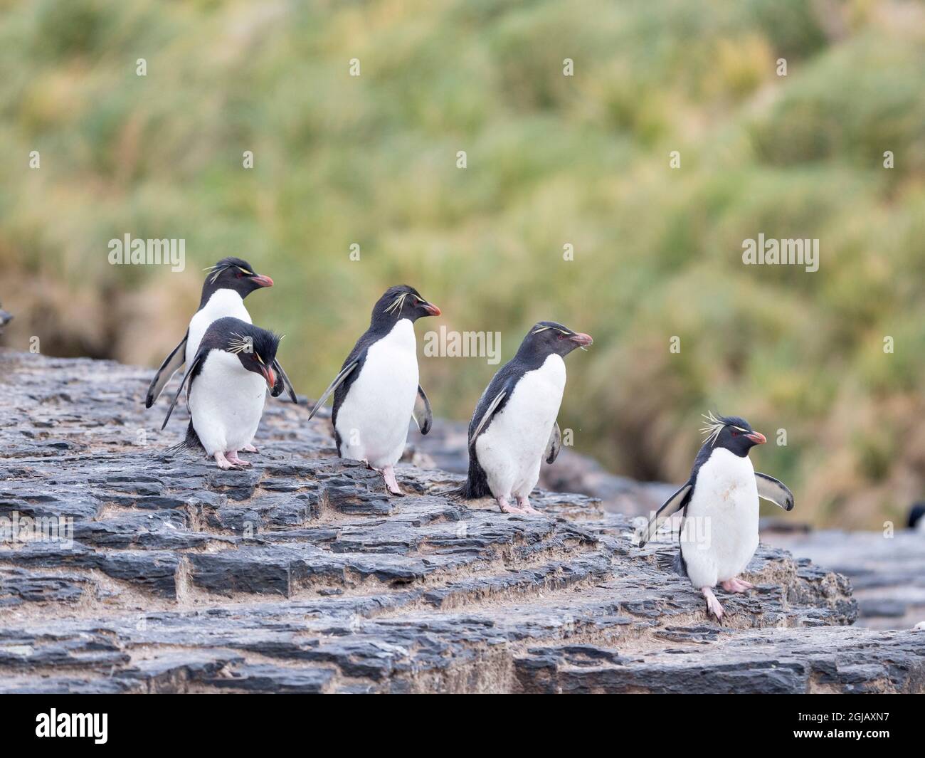 Climbing through a steep and rocky cliff Rockhopper Penguin, subspecies ...