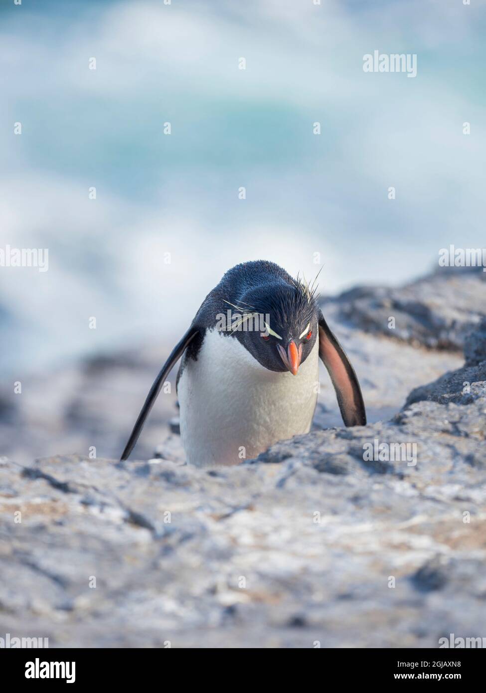 Climbing through a steep and rocky cliff Rockhopper Penguin, subspecies ...
