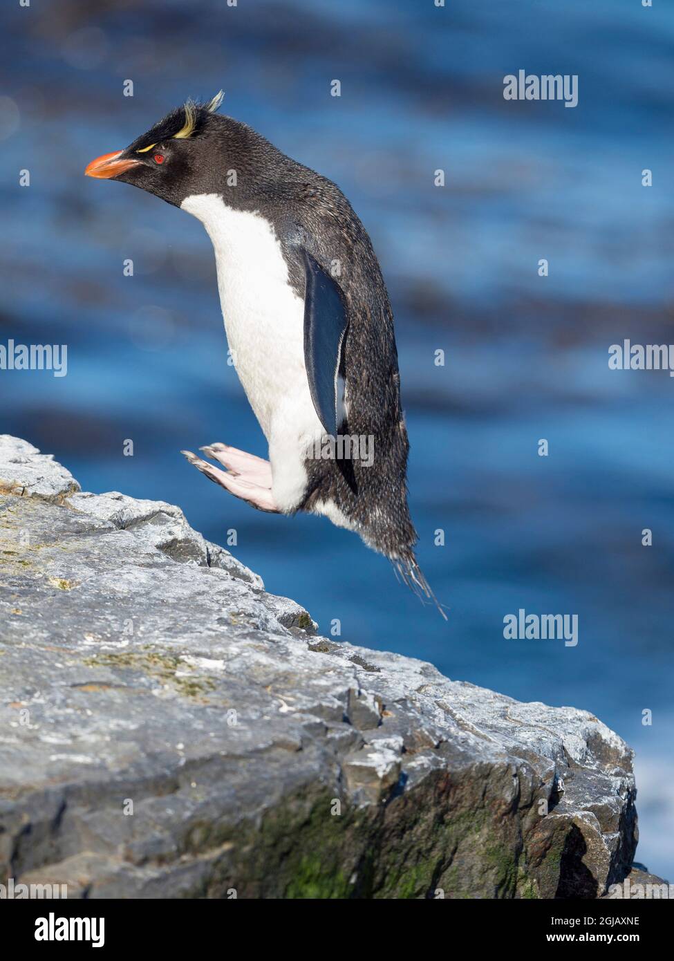 Climbing through a steep and rocky cliff Rockhopper Penguin, subspecies ...