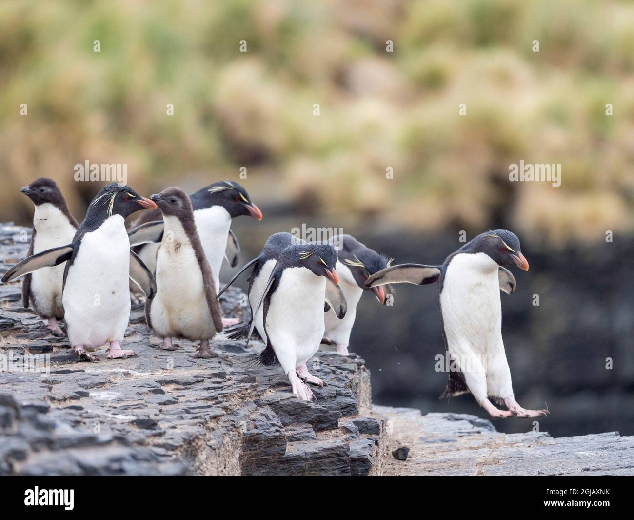 Climbing through a steep and rocky cliff Rockhopper Penguin, subspecies ...