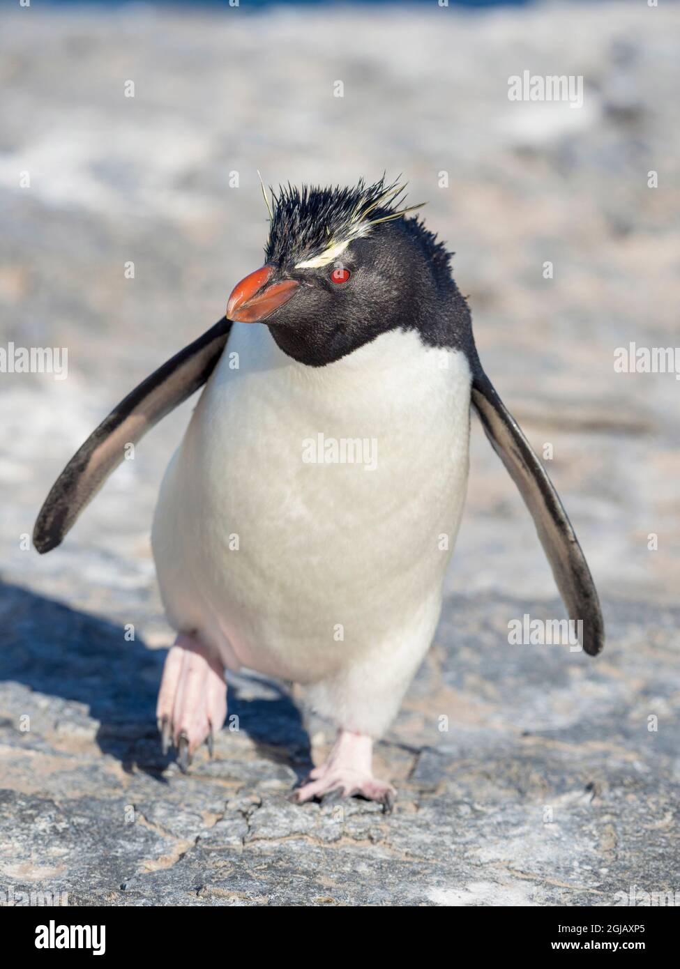 Climbing through a steep and rocky cliff Rockhopper Penguin, subspecies ...
