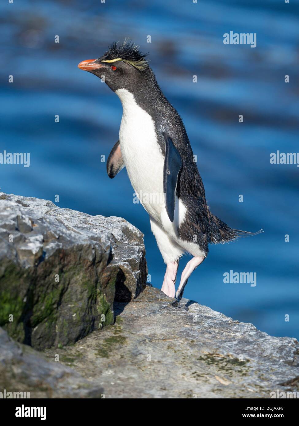 Climbing through a steep and rocky cliff Rockhopper Penguin, subspecies ...