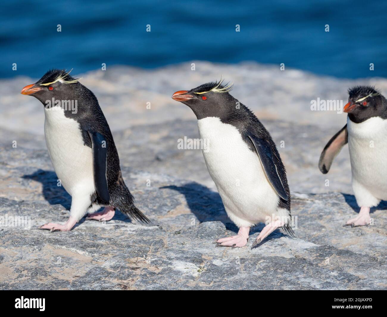 Climbing through a steep and rocky cliff Rockhopper Penguin, subspecies ...