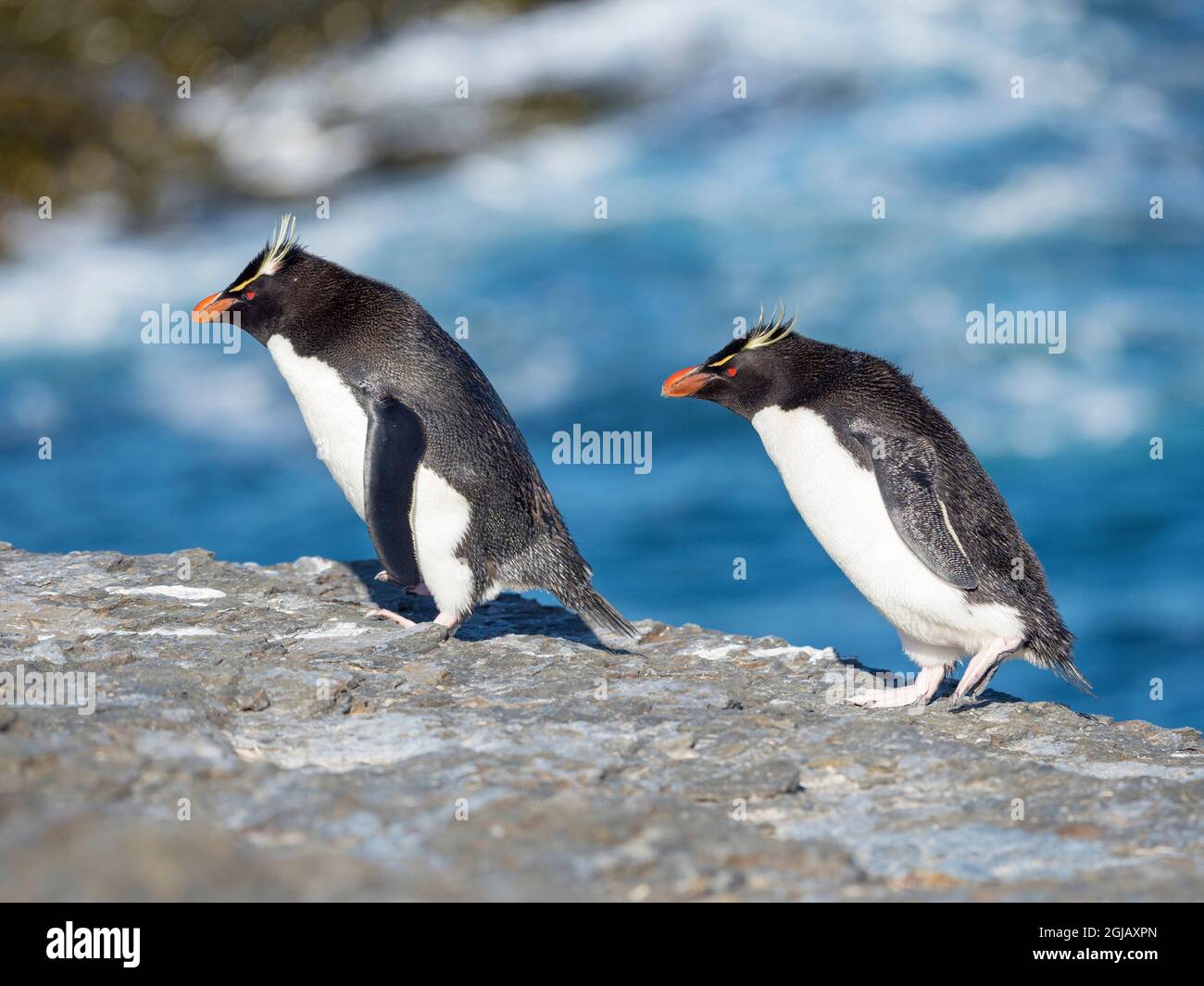 Climbing through a steep and rocky cliff Rockhopper Penguin, subspecies ...