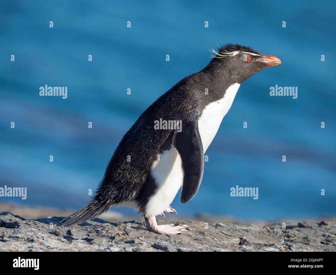 Climbing through a steep and rocky cliff Rockhopper Penguin, subspecies ...