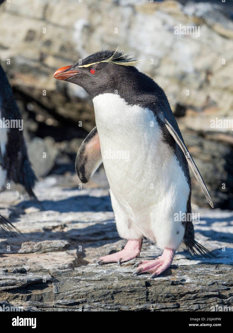 Climbing through a steep and rocky cliff Rockhopper Penguin, subspecies ...