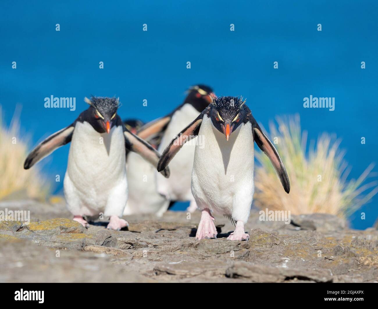 Steep cliff in antarctica hi-res stock photography and images - Alamy