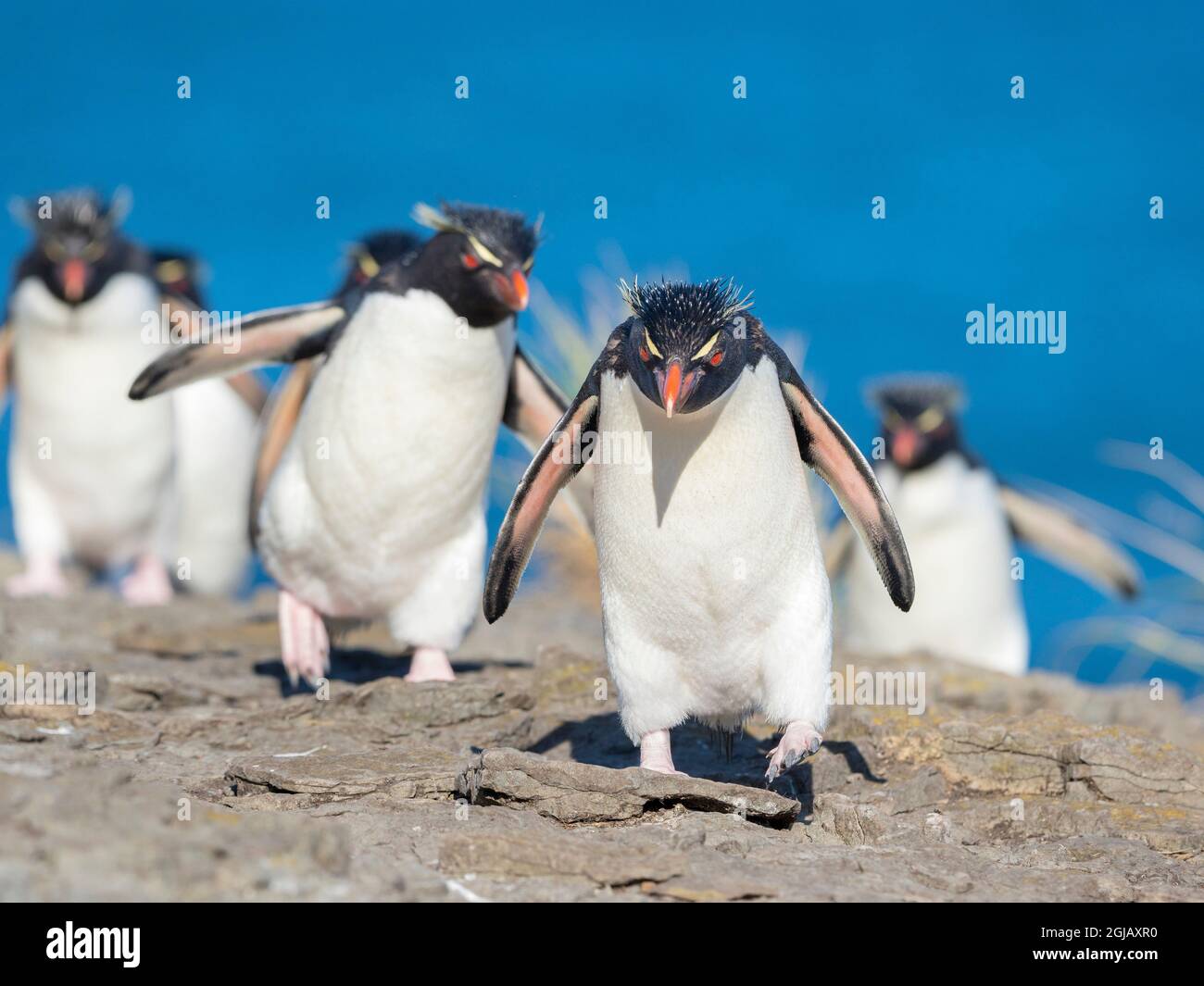 Climbing through a steep and rocky cliff Rockhopper Penguin, subspecies ...