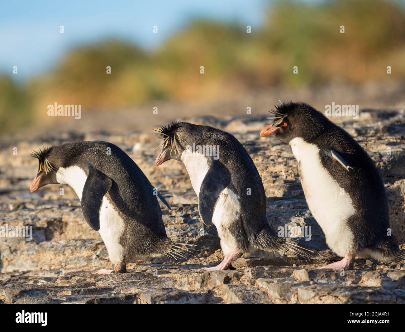 Climbing through a steep and rocky cliff Rockhopper Penguin, subspecies ...