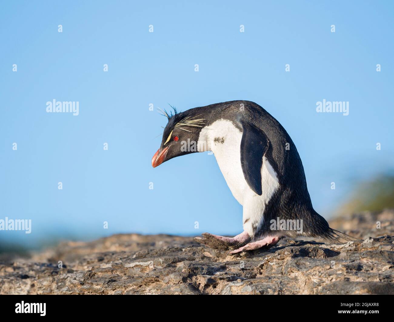 Climbing through a steep and rocky cliff Rockhopper Penguin, subspecies ...