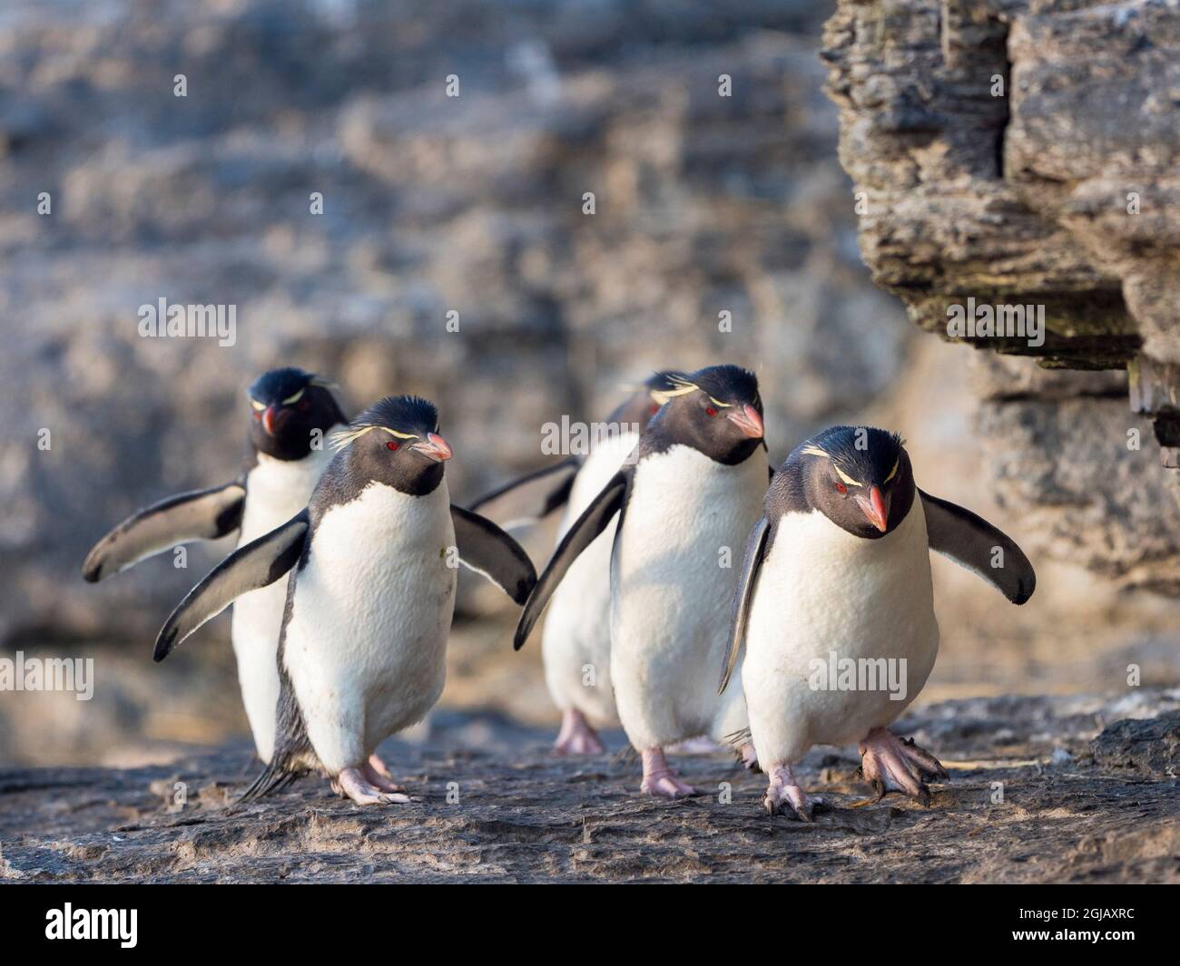 Climbing through a steep and rocky cliff Rockhopper Penguin, subspecies ...