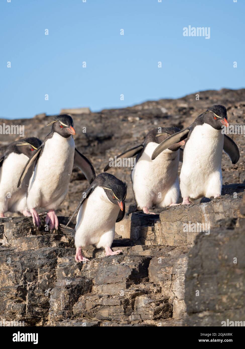 Climbing through a steep and rocky cliff Rockhopper Penguin, subspecies ...