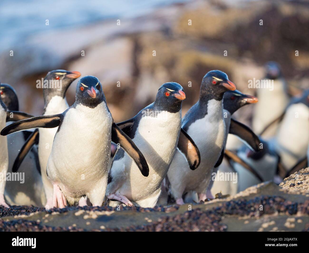 Coming ashore at a rocky coastline on Saunders Island. Rockhopper ...