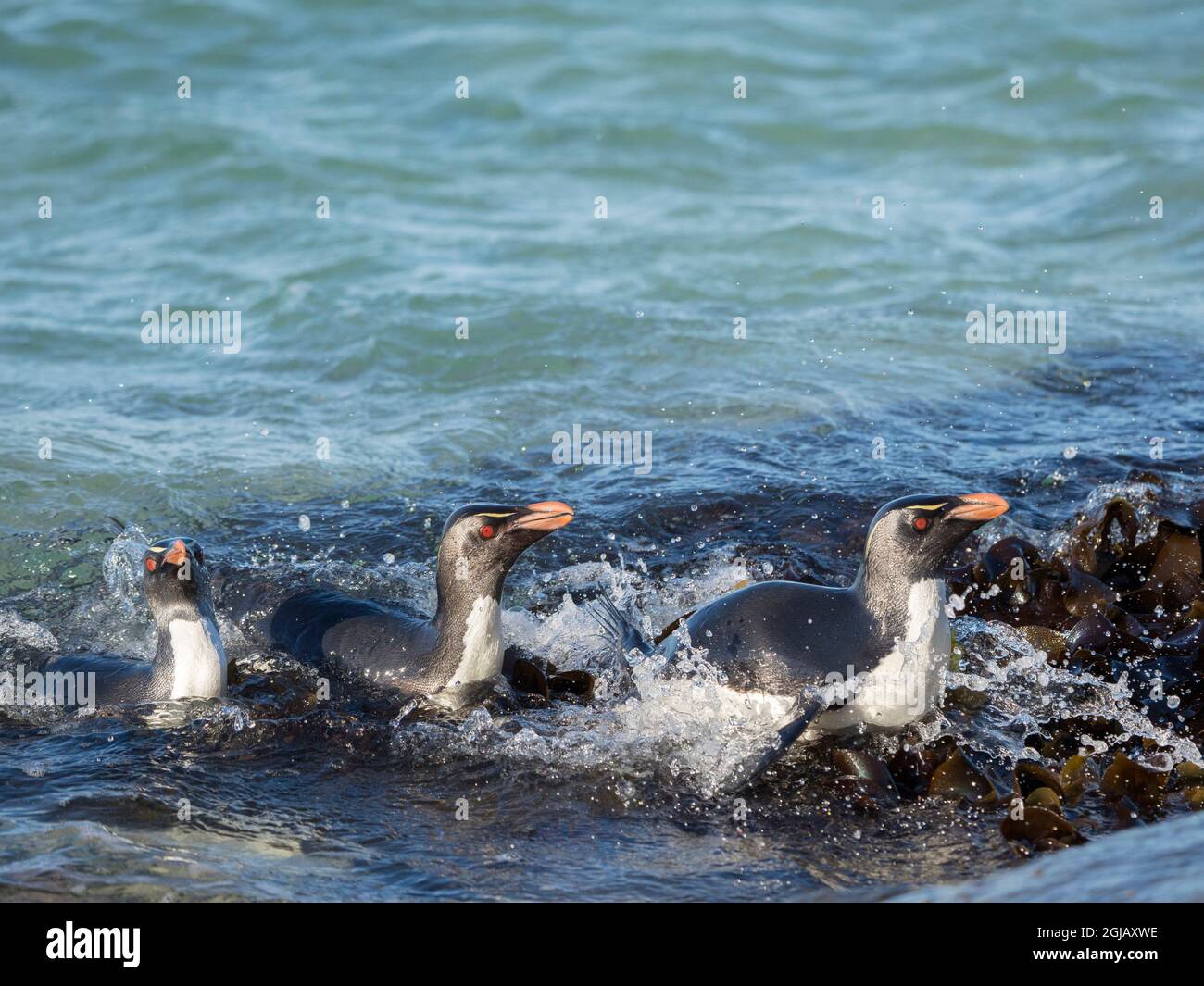 Coming ashore at a rocky coastline on Saunders Island. Rockhopper ...
