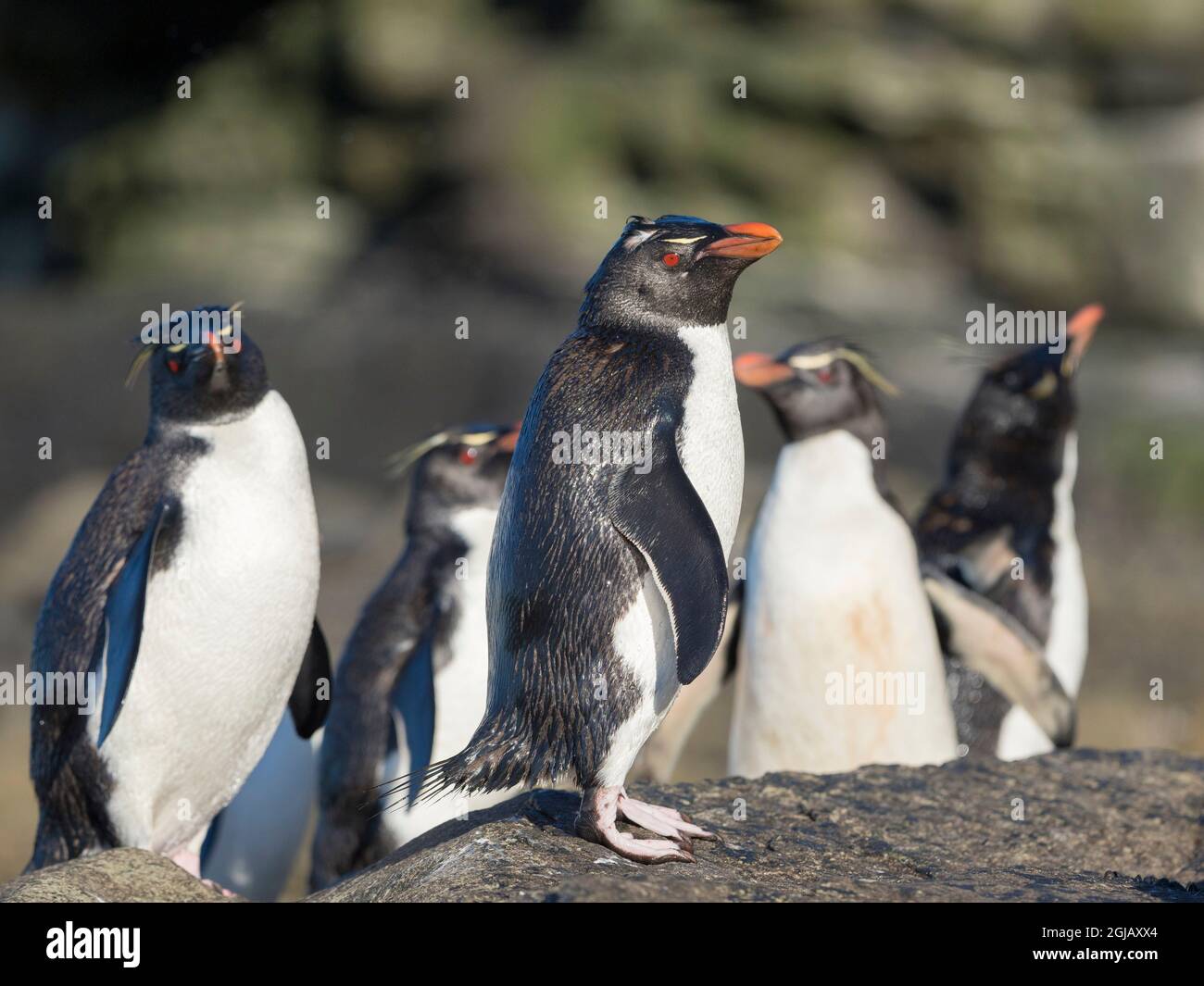 Coming ashore at a rocky coastline on Saunders Island. Rockhopper ...