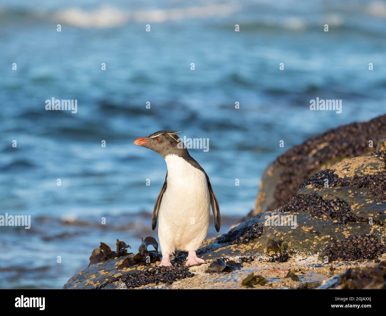 Coming ashore at a rocky coastline on Saunders Island. Rockhopper ...