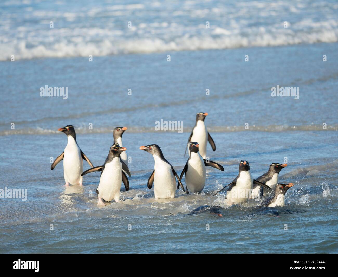 Coming ashore on Saunders Island. Rockhopper Penguin, subspecies ...