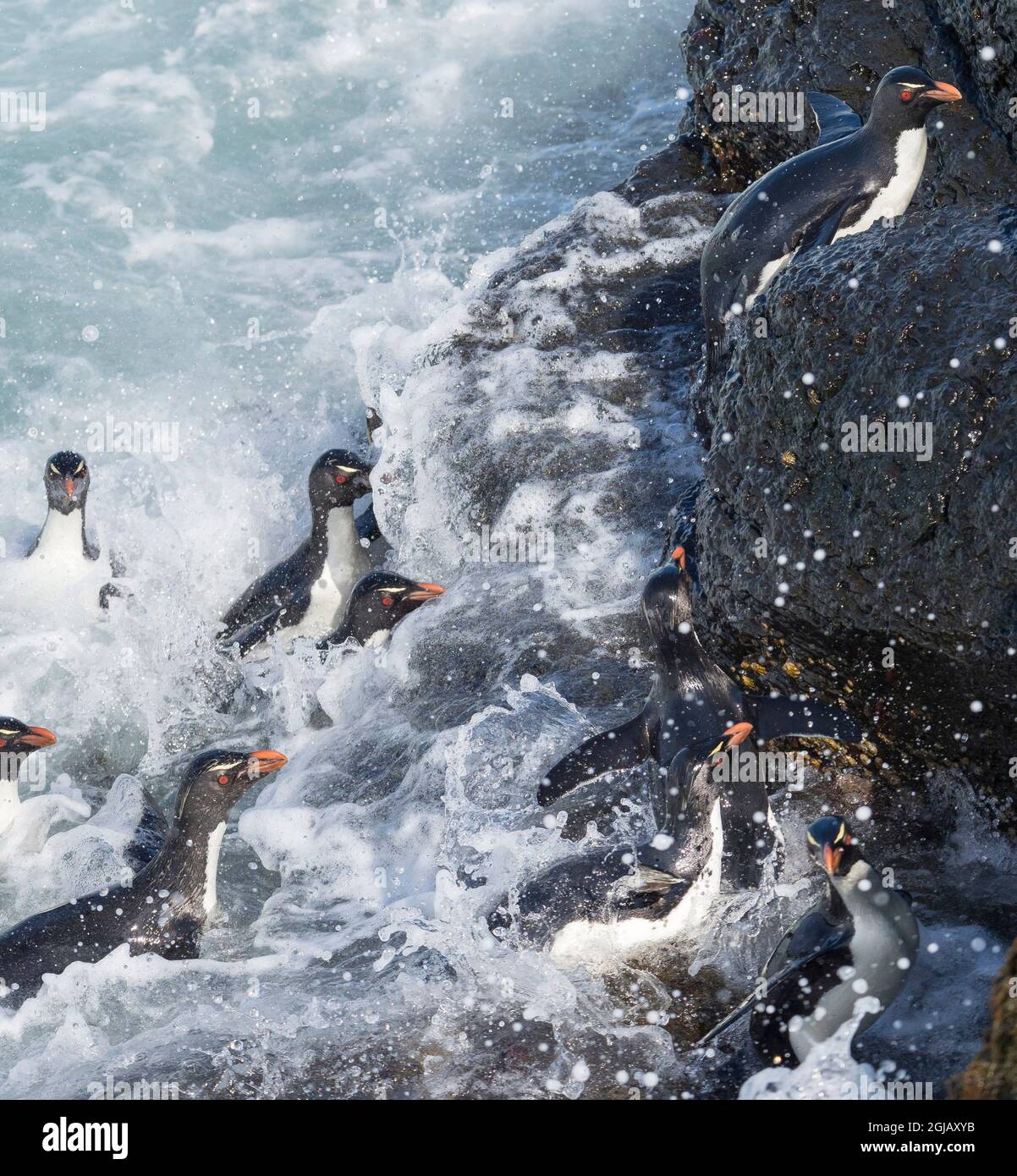 Coming ashore at a steep cliff on Bleaker Island. Rockhopper Penguin ...