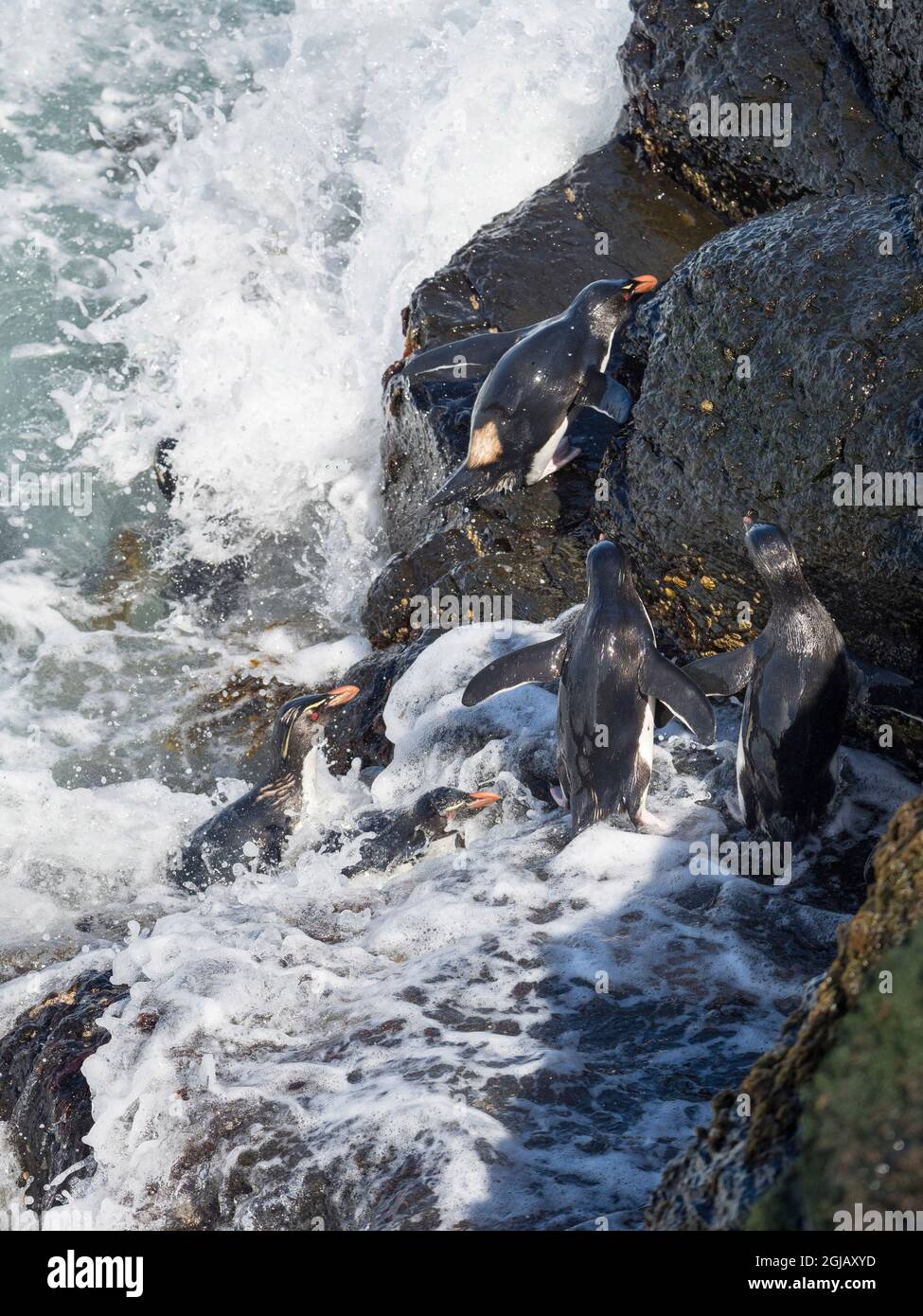 Coming ashore at a steep cliff on Bleaker Island. Rockhopper Penguin ...
