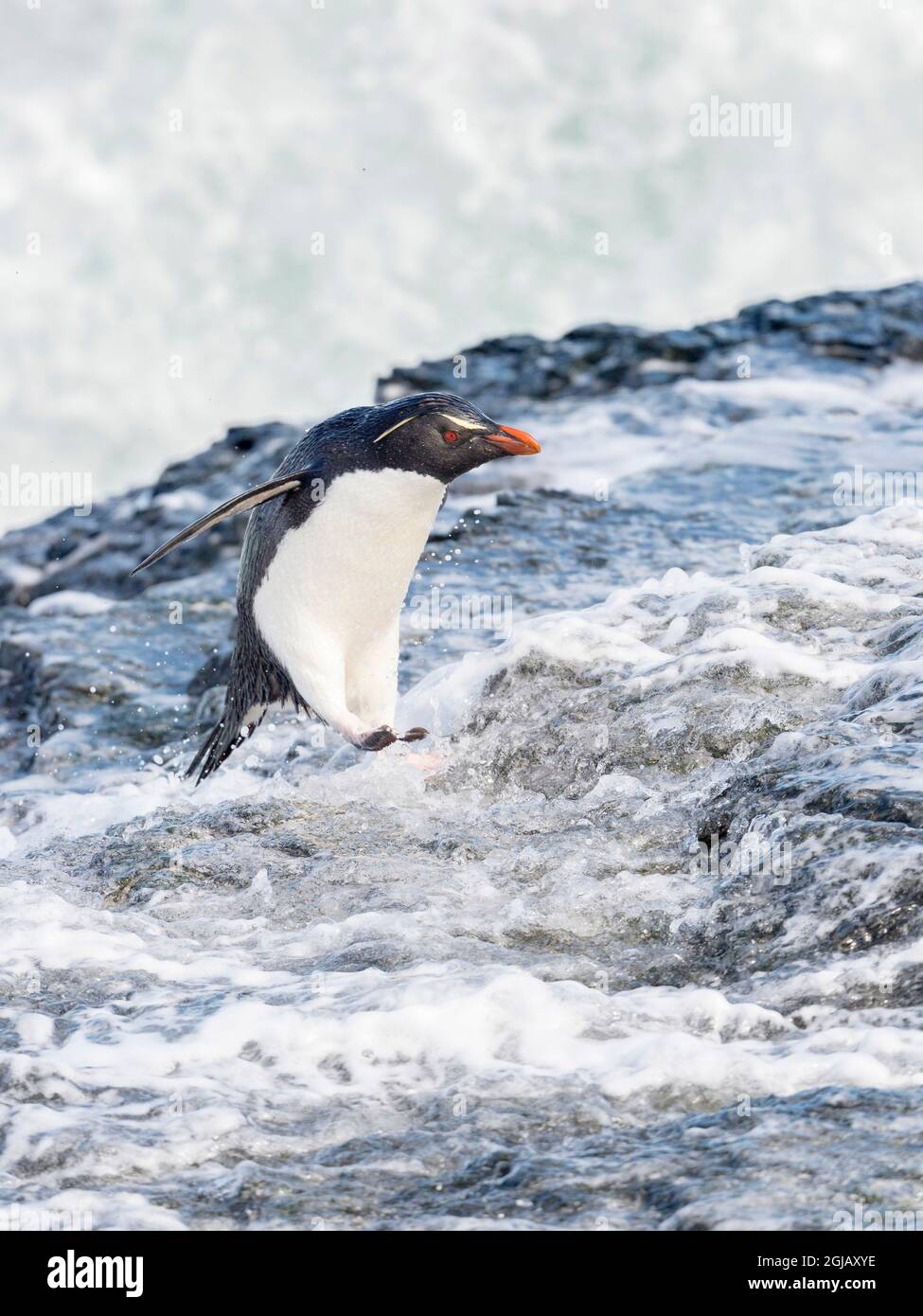 Coming ashore and climbing a steep cliff on Bleaker Island. Rockhopper ...