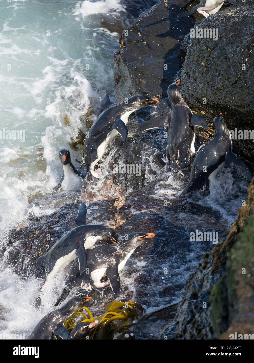 Coming ashore at a steep cliff on Bleaker Island. Rockhopper Penguin ...